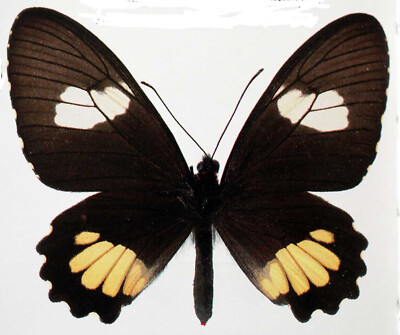 PARIDES ERITHALION XANTHIAS - FEMALE - unmounted BUTTERFLY | eBay