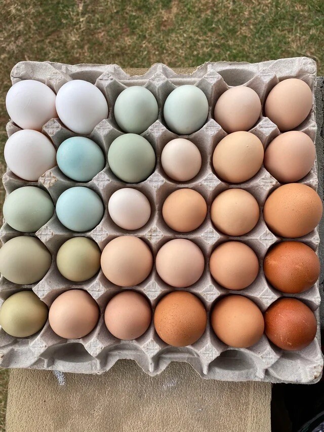 Americana Chicken Eggs