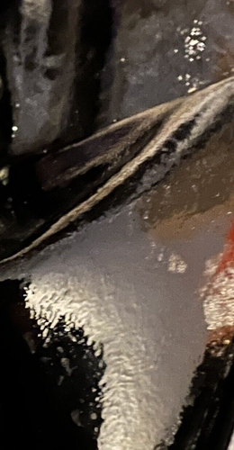 Dooney & Bourke HP Hayden Panettiere Limited Edition Black Patent ...