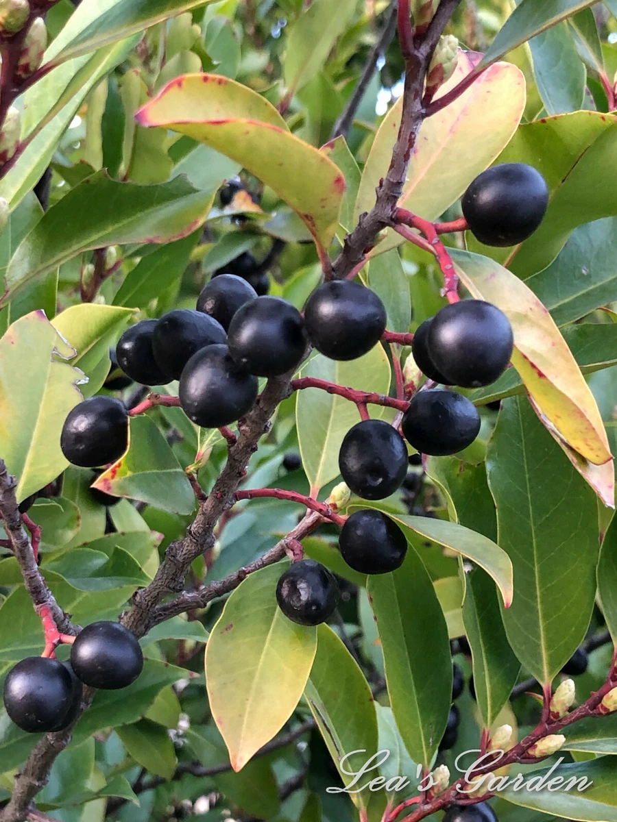 Prunus Caroliniana Bark