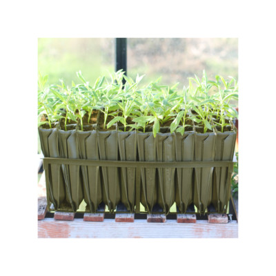 Maxi Rootrainer 40 Cell Tray Growing Easy Transplanting Without Root ...