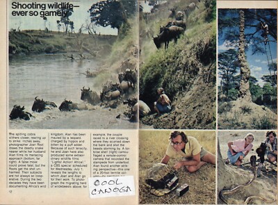 1981 TV ARTICLE ~ ALAN & JOAN ROOT WILDLIFE PHOTOGRAPHER Spitting Cobra ...