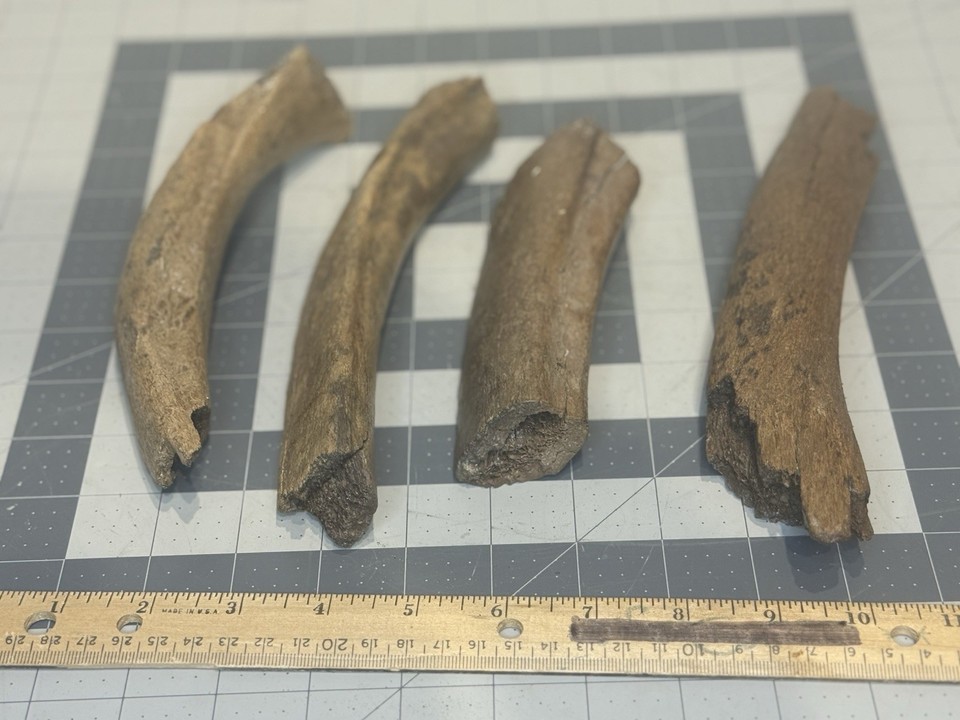 Mammoth Fossil Rib Bone 5” Segment With 4” Mass Individually | eBay