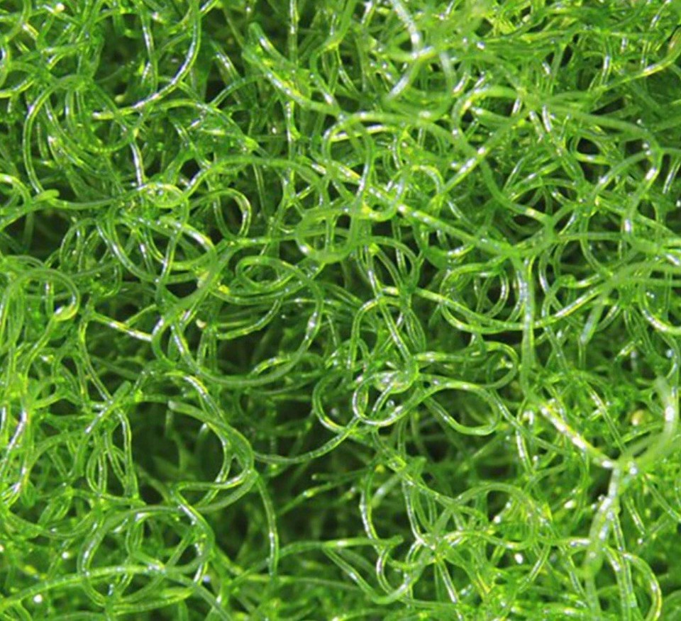 1/2 Cup Assorted Macroalgae ( Red Bubble, Chaeto, Red Ogo, Dragons ...