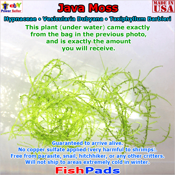 Java Moss Live Water Plant for Aquarium Fish Tank | eBay