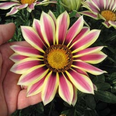 30+ GAZANIA NEW DAY ROSE STRIPE FLOWER SEEDS / DROUGHT TOLERANT ...
