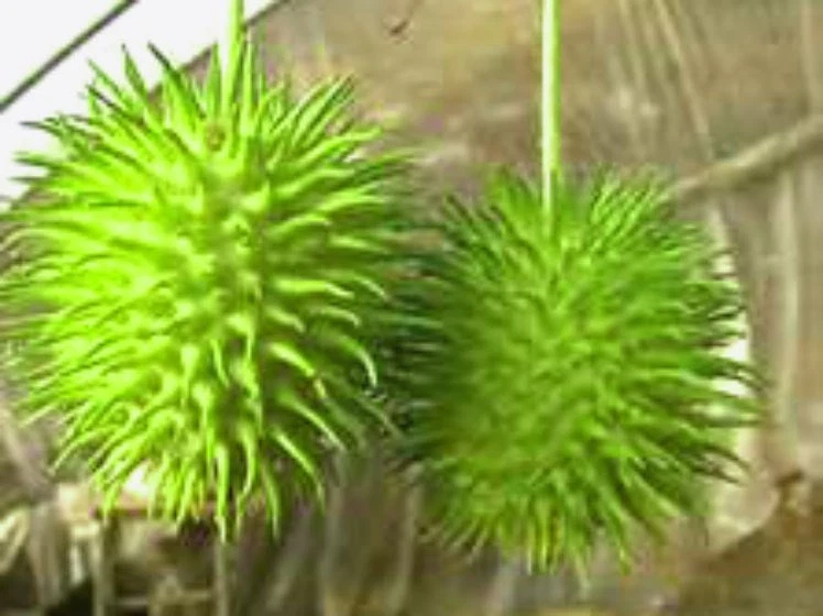 Green Spiked Fruit On Vines
