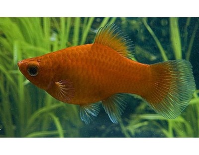 5 Red Platy - Freshwater Aquarium Platy Fish! | eBay