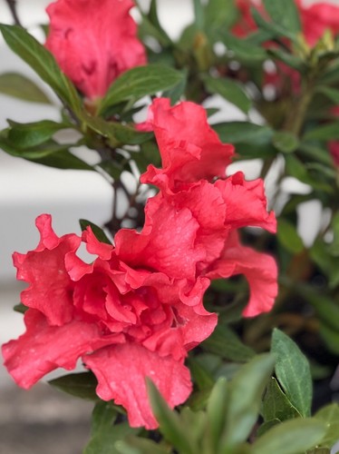AU STOCK DOUBLE PETALS FLOWERS AZALEA 'RED PUFFLES' ROOTED PLANT 32-9 ...