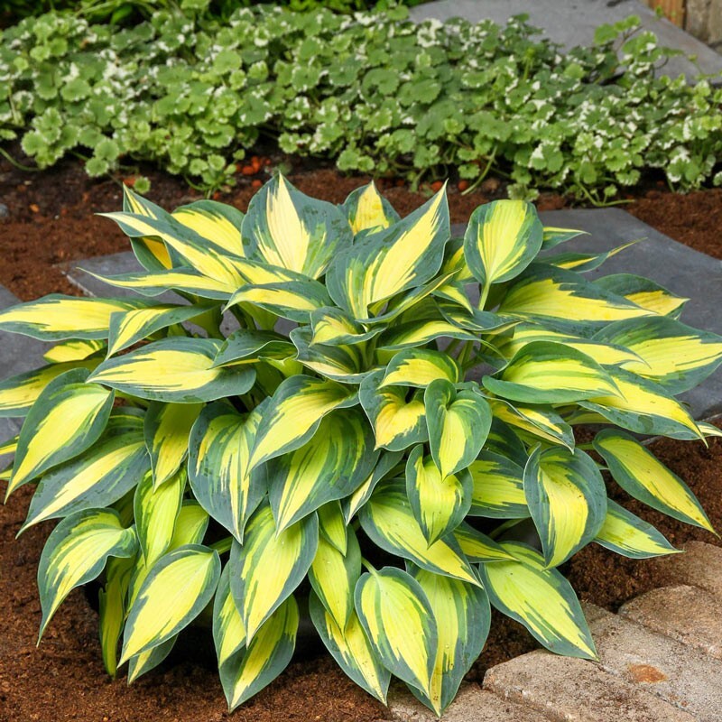 Hosta Magic Island Well Rooted 5.25" Pot Perennial Shade Plant | eBay