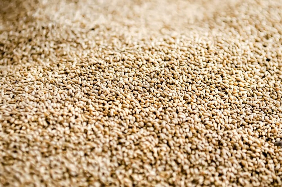 Climax Timothy Grass Seeds for Planting - Cover Crop, Hay Grass, Deer ...
