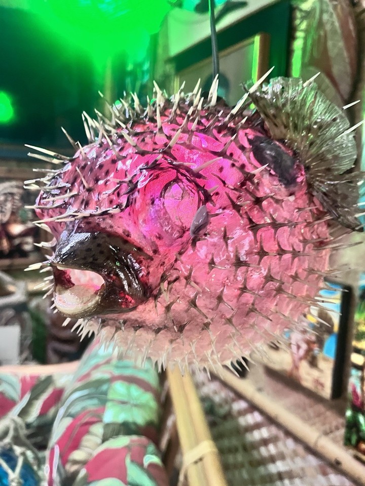NEW 14” Puffer Fish Lamp w/ Color Changing LED Tiki bar Smokin Tikis ...