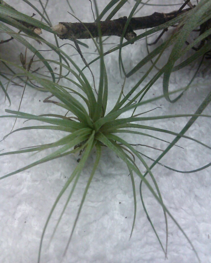5 Tillandsia Native Air Plants Naturally Grown in Florida Best Weather ...