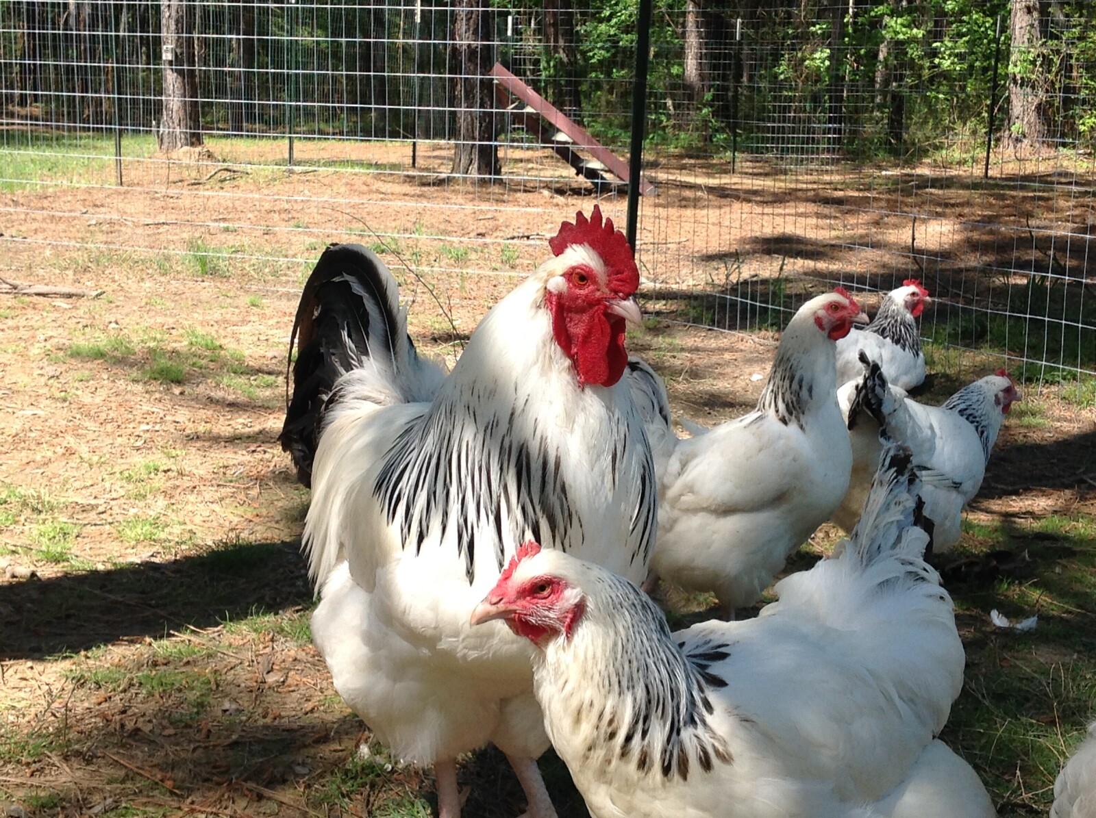 8 Light Sussex Chicken Hatching Eggs Large Fowl | eBay