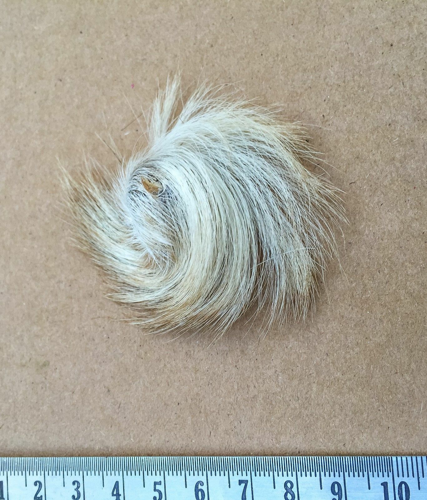 JACKAL HORN Siyar Singhi Wicca Pagan Charm Witch Black Magical Love ...