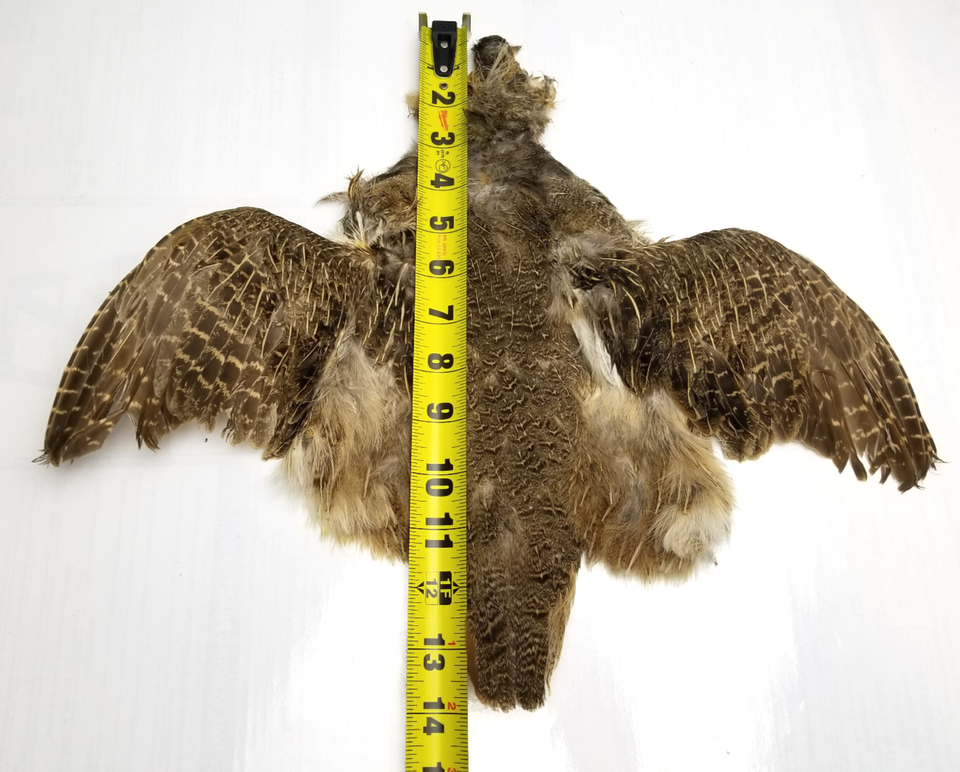 NICE # 1 Grade Natural Hungarian Partridge Skin Fly Tying | eBay