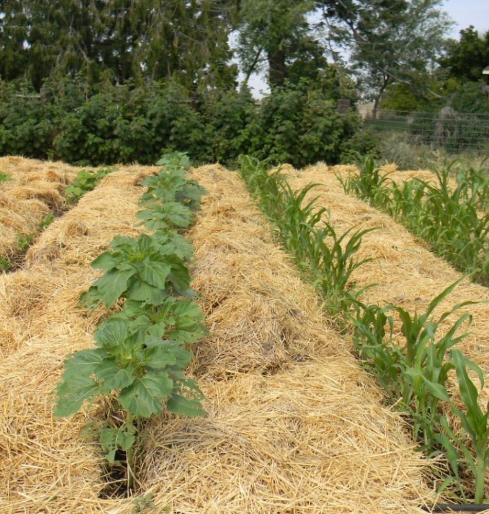 Is Hay Good Mulch For Gardens | Fasci Garden