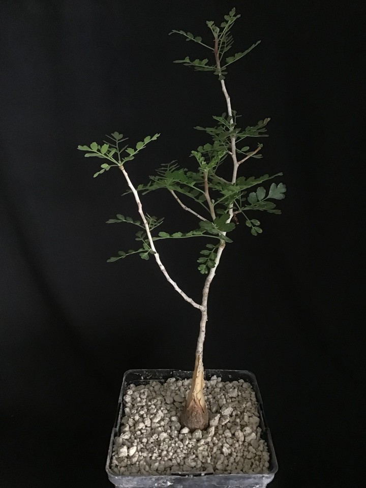 Pachycormus discolor Caudex Caudiciform Bonsai Tree -First Time offer ...
