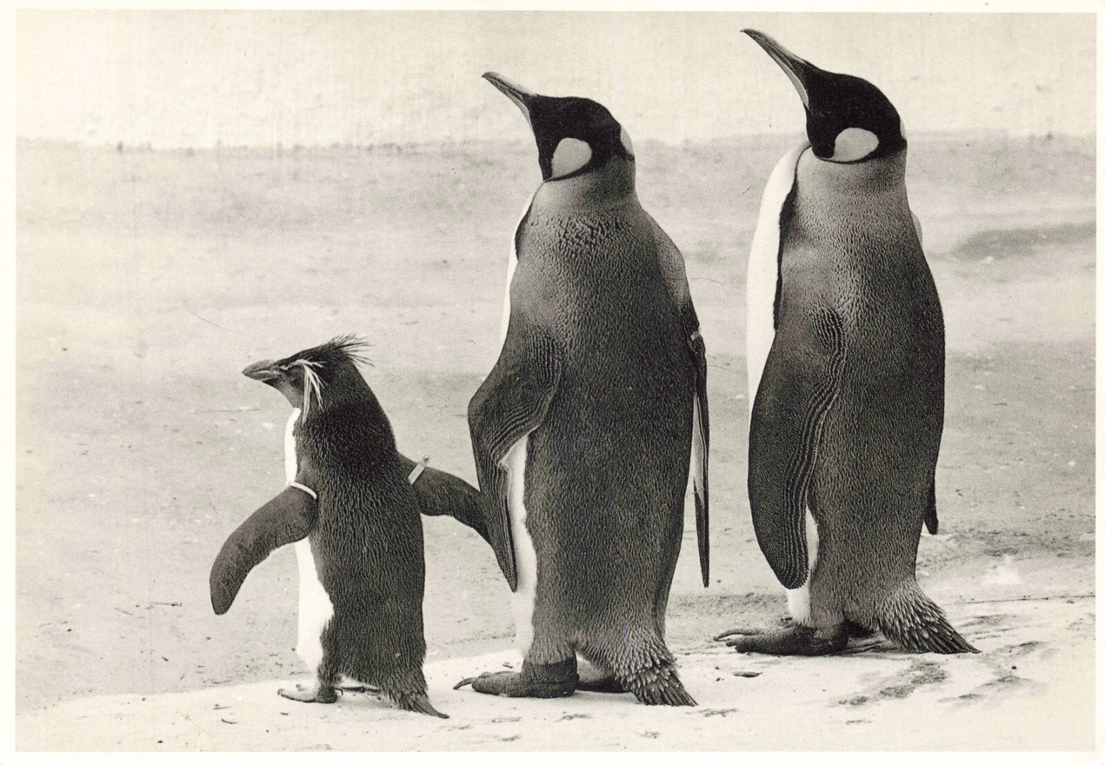 Postcard Penguins Family by Walter Sittig German Photographer ...
