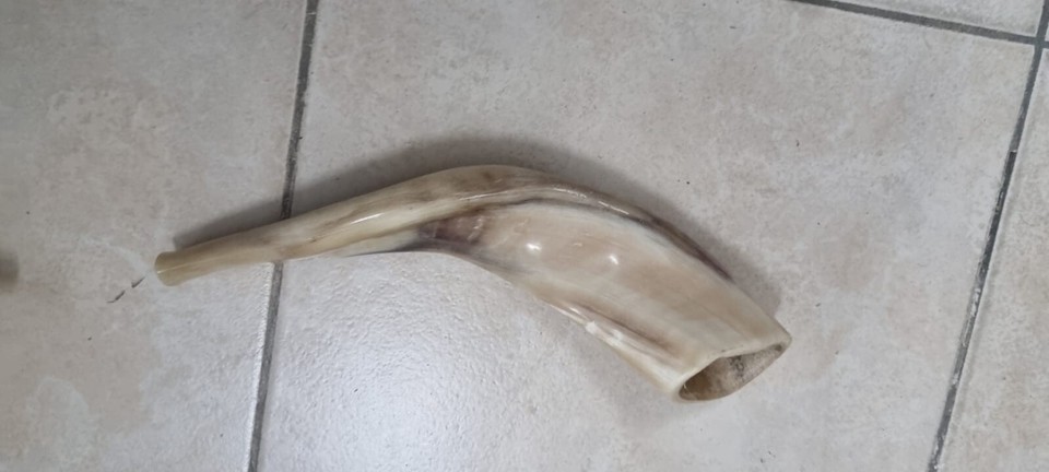 Sale For 5 x Rams Ram Ram's Horn Shofar 12-14" Clear Sound Shofars ...