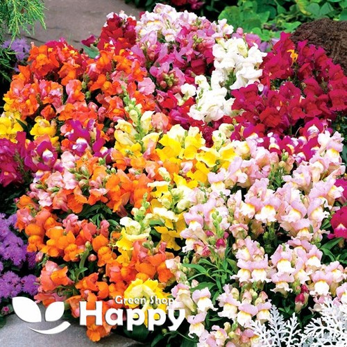 SNAPDRAGON DWARF MIXED - 4000 seeds - Antirrhinum majus nanum - ANNUAL ...