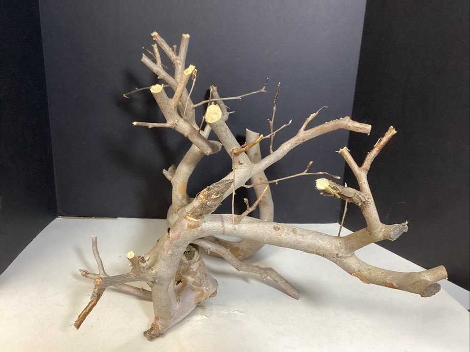 Decor Branch Log Taxidermy Aquarium Terrarium Bird Perch Real ...