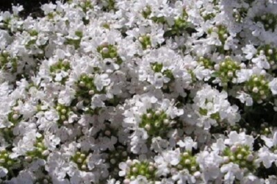 Thyme Snowdrift aromatic evergreen herb plant summer loved by bees ...
