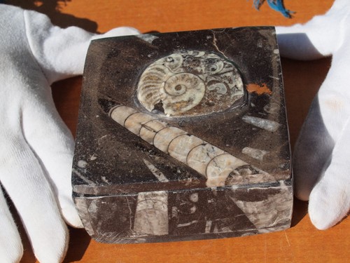 Display Box with 400 Million Years ORTHOCERAS and Ammonite Shell ...