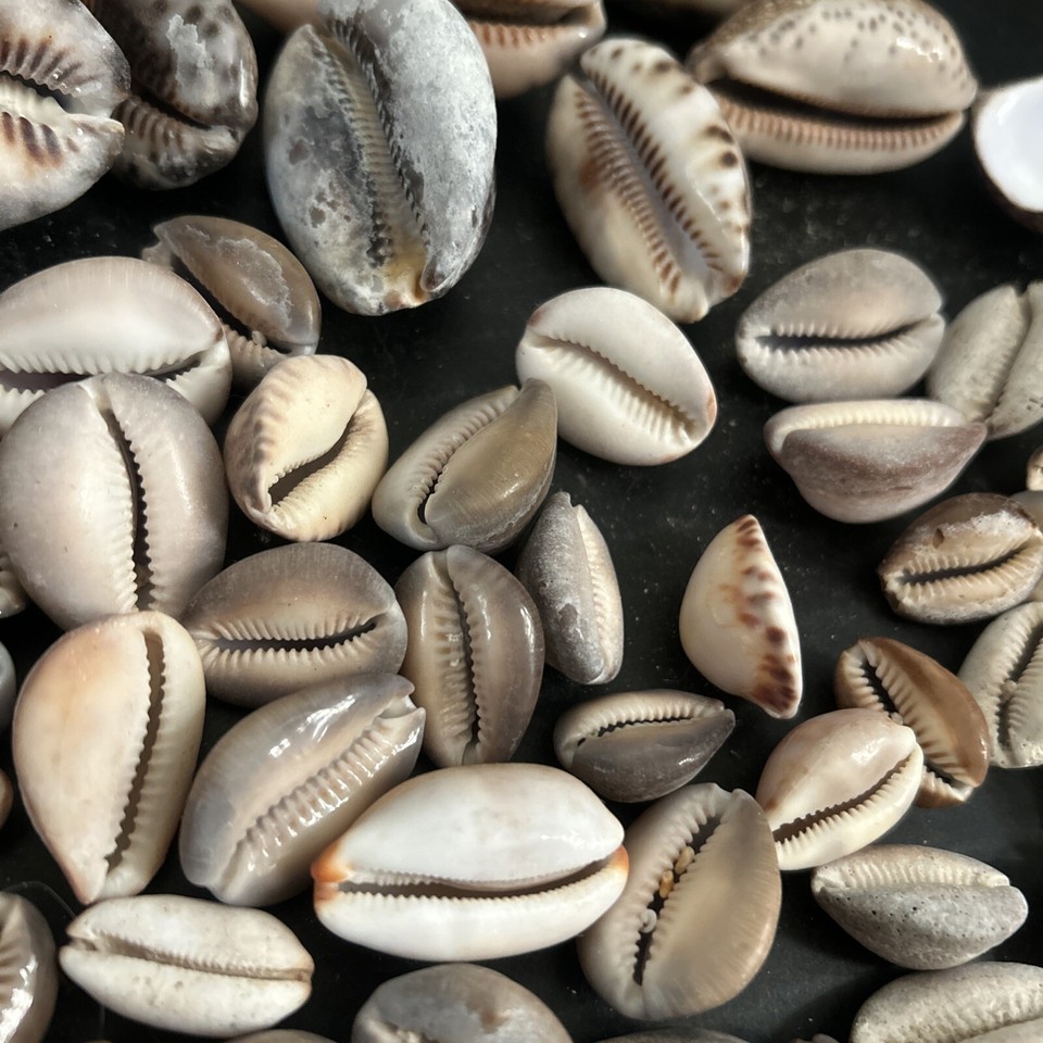 Cowrie Sea Shells Assorted Sizes Natural Shells Lot Of 65 Shells Hawaii ...