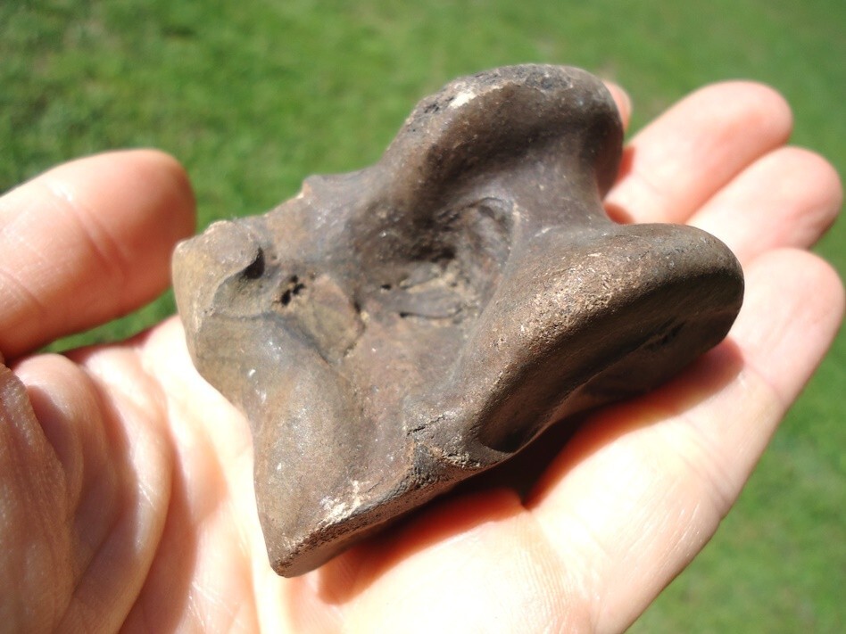 Astragalus Bone Dinosaur