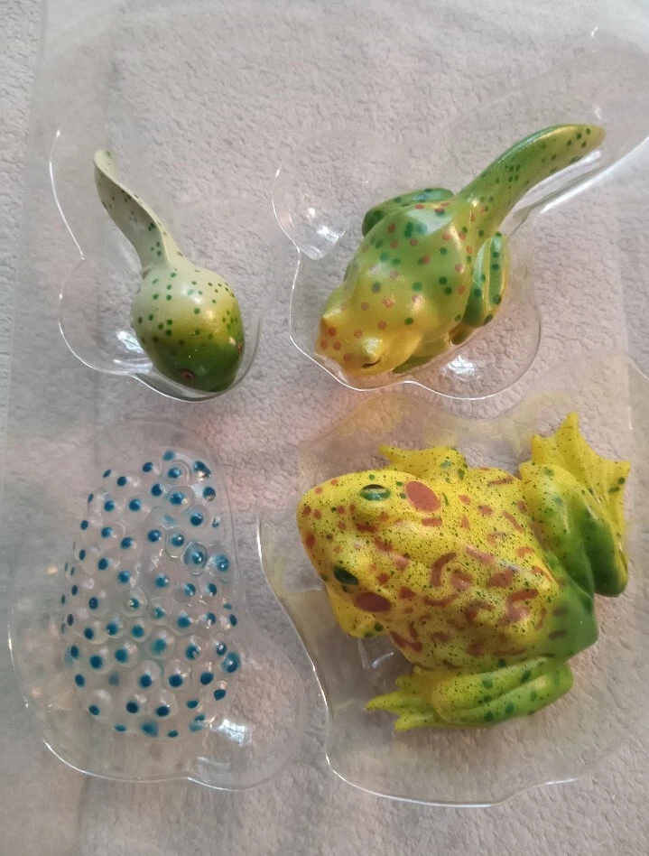 Life Cycle Models: Frog | ppgbbe.intranet.biologia.ufrj.br