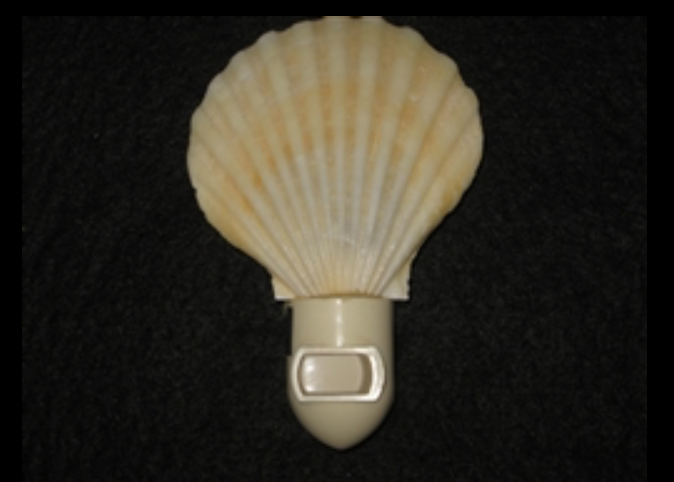 Wholesale 6 pcs Pecten Radula Scallop Seashell Light/Nite Lites ...