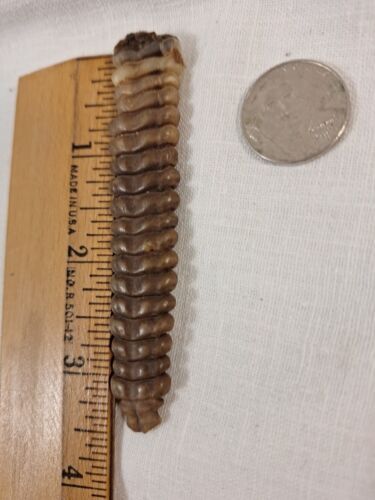 3 Older Trophy Size Timber Rattlesnake Tails Rattles 3.35"-3.50" 16-18 ...