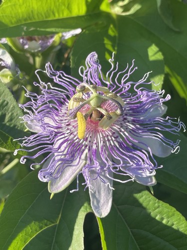Passionfruit Passiflora incarnata Maypop - 2 dormant root segments & 1 seed pod | eBay