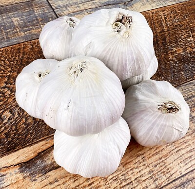 ORGANIC MUSIC HARDNECK SEED GARLIC BULBS XL JUMBO LARGE BULB HEIRLOOM ...