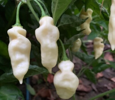 Devil’s Tongue White Chilli Hot Pepper Seeds Very Rare | eBay UK