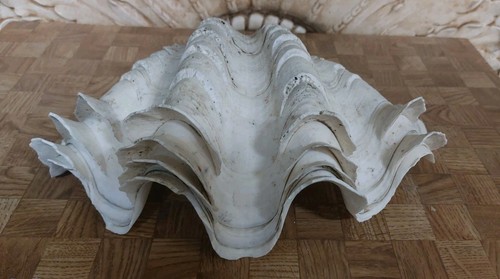 GIANT RUFFLED CLAM SEA SHELL TRIDACNA SQUAMOSA 10" x 6" SEASHELL | eBay