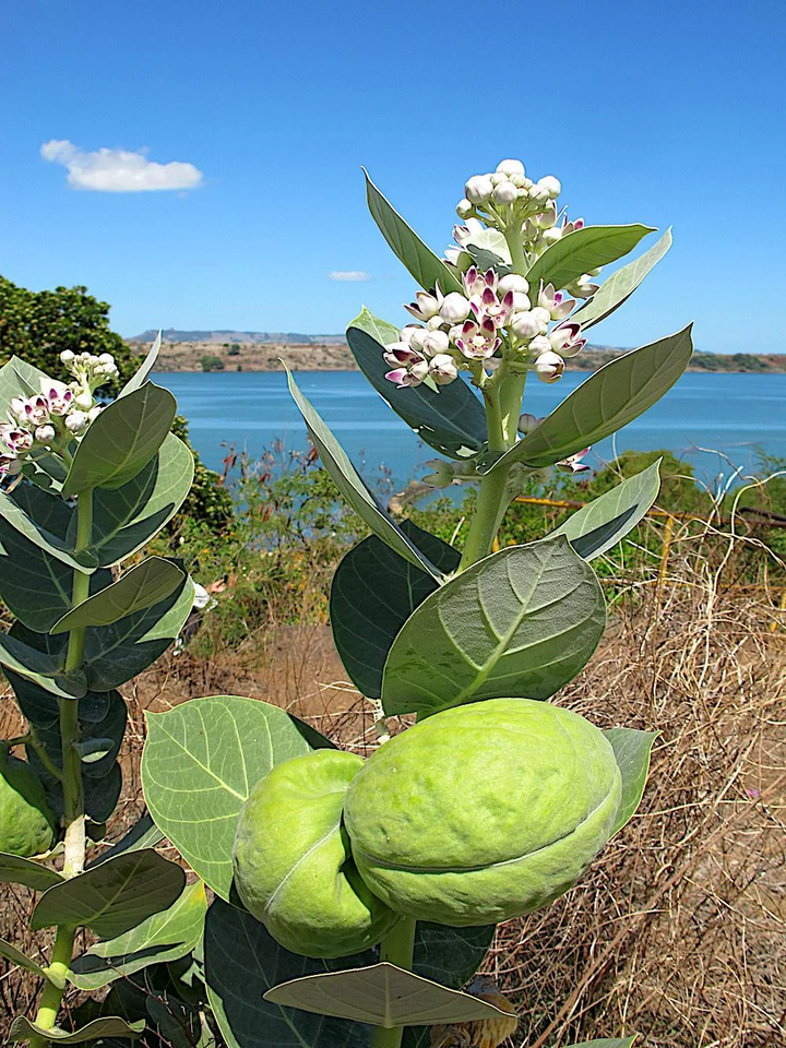 Natural Calotropis Procera Leaves Ceylon Sodom Apple Dead Sea Apple ...