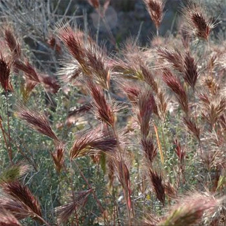 Bromus Rubens