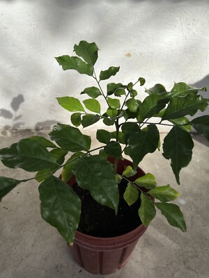 Wampee Tree 15” Tropical Clausena lansium Seedling No Pot | eBay