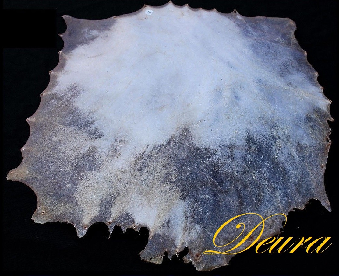 Banjo Snare Marching Dejembe Bodhran Frame Hand Drum 24" UNCUT NATURAL ...