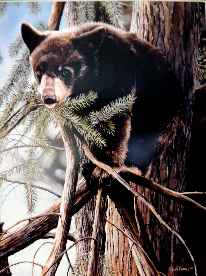 BEAR PICTURE BROWN BEAR OUT ON A LIMB KEVIN DANIES MATTED FRAMED 16X20 ...