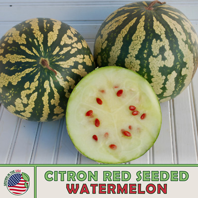 10 Citron Red Seeded Watermelon Seeds, Heirloom, Non-GMO, Genuine USA ...