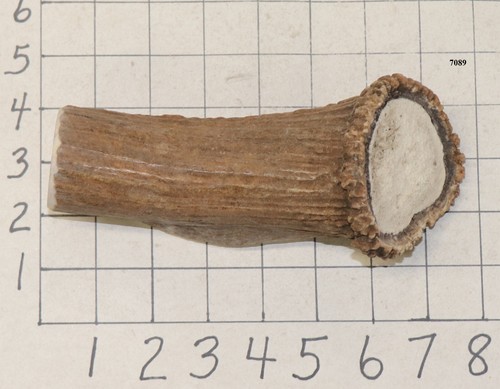 1 #1 Elk Antler Crown Bowie Knife Handle Crafts Dog Chew Treat | eBay