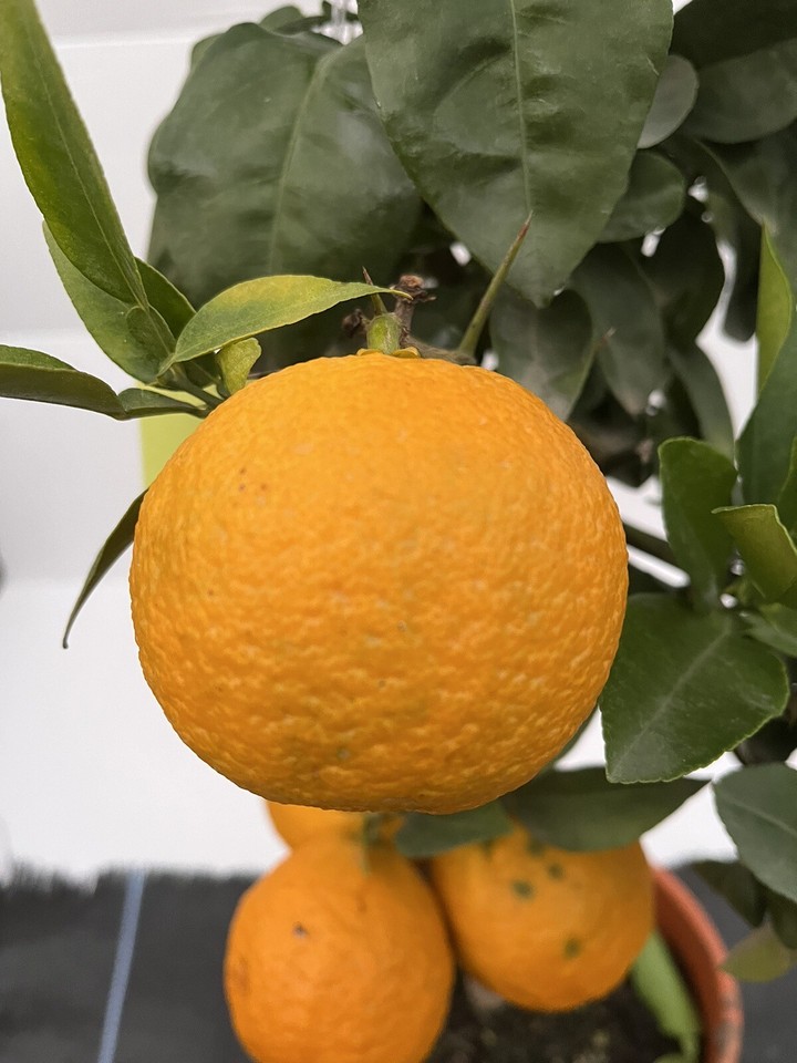 Citrus Yuzu - Rare Citrus tree - 20cm pot 60-70cm (inc pot) | eBay UK