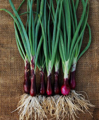 200+ Onion Seeds Ruby Red Onion Red Stem Scallion(Alllium cepa) USA | eBay