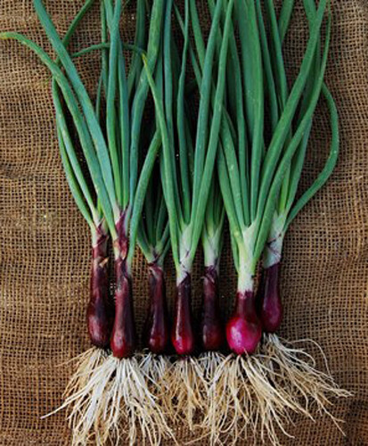 200+ Onion Seeds Ruby Red Onion Red Stem Scallion(Alllium cepa) USA | eBay