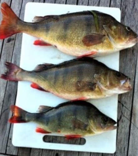 3 Yellowbelly Lures Redfin Cod Perch Flathead Trout Bream Bass Jacks ...