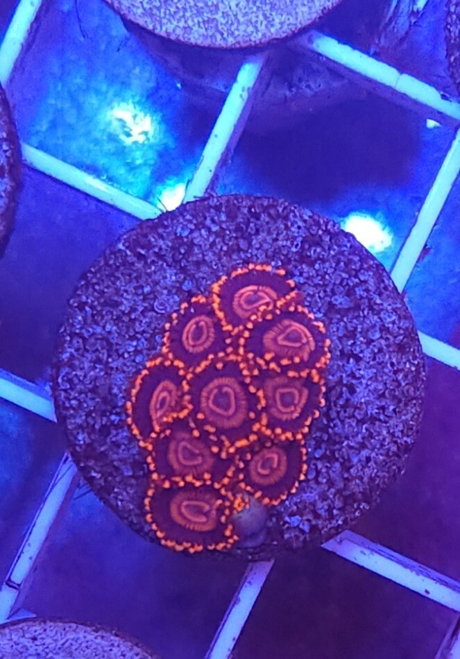 Live Coral Frag Robbie's Corals Ultra Twizzler Zoanthid Polyps 3 Polyps | eBay