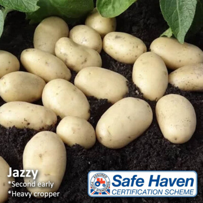 10 x Jazzy Summer planting Christmas Seed Potato - 2025 Certified ...